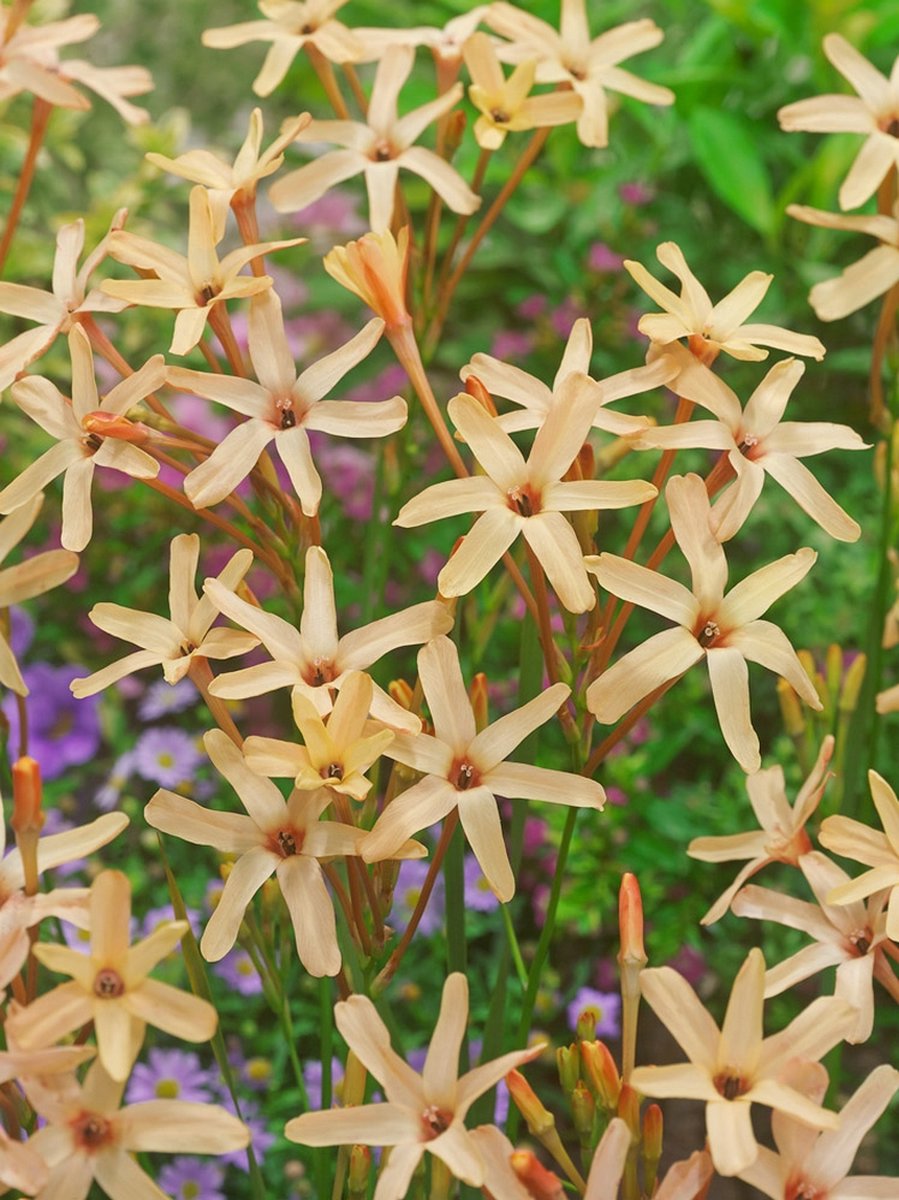 120x Afrikaanse korenlelie 'Ixia paniculata eos' - BULBi® Bloembollen ...