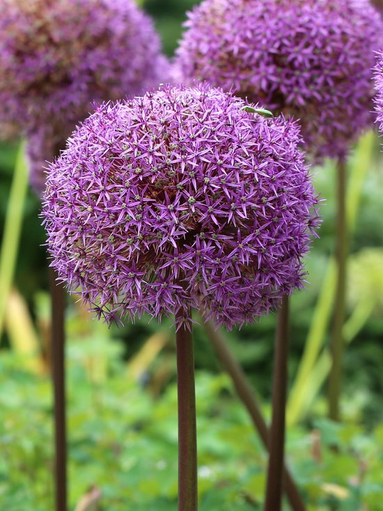 10x Allium 'Globemaster' - BULBi® Bloembollen met bloeigarantie | bol