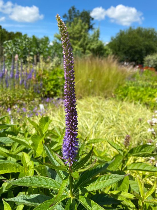 6 x Veronicastrum sibiricum 'Apollo' - Virginische ereprijs - P9 Pot (9 ...