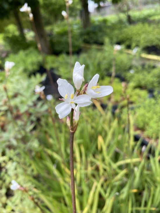 6 x Libertia grandiflora - Nieuw-Zeelandse iris - P9 Pot (9 x 9cm ...