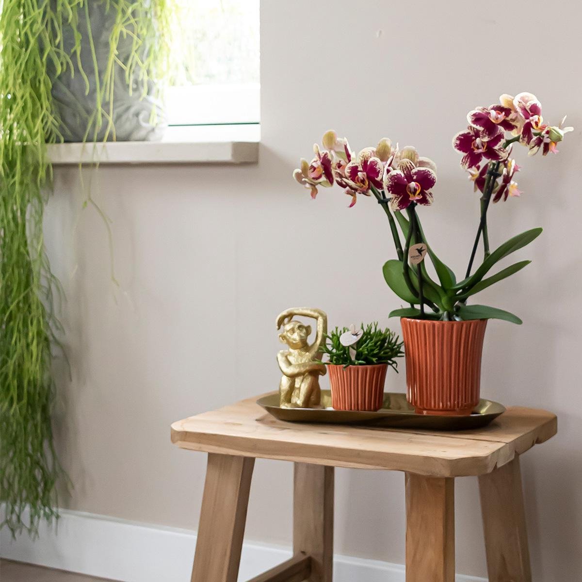 Kolibri Company - Set van geel rode orchidee en Rhipsalis op gouden ...