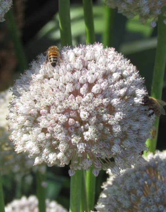 Jub Holland - Allium / Sierui Ping Pong / Nieuw - 40 Bloembollen ...