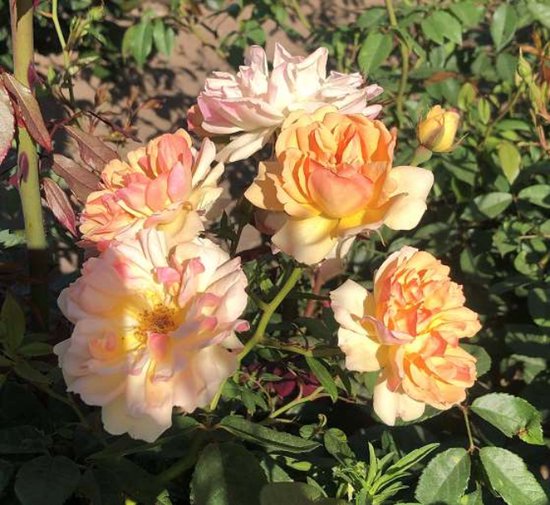 KLIMROZEN/ ROSIERS GRIMPANTES ORANJE/ORANGE in pot | bol