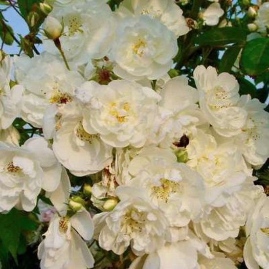 Rosa ‘Bobbie James’ - Roos, klimroos in pot | bol