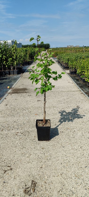 Prunus armeniaca ‘Luizet’ abrikoos - 5 liter pot - 100cm | bol.com