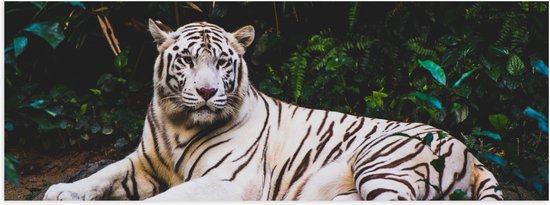 WallClassics - Poster (Mat) - Witte Tijger in de Jungle - 90x30 cm Foto op... | bol