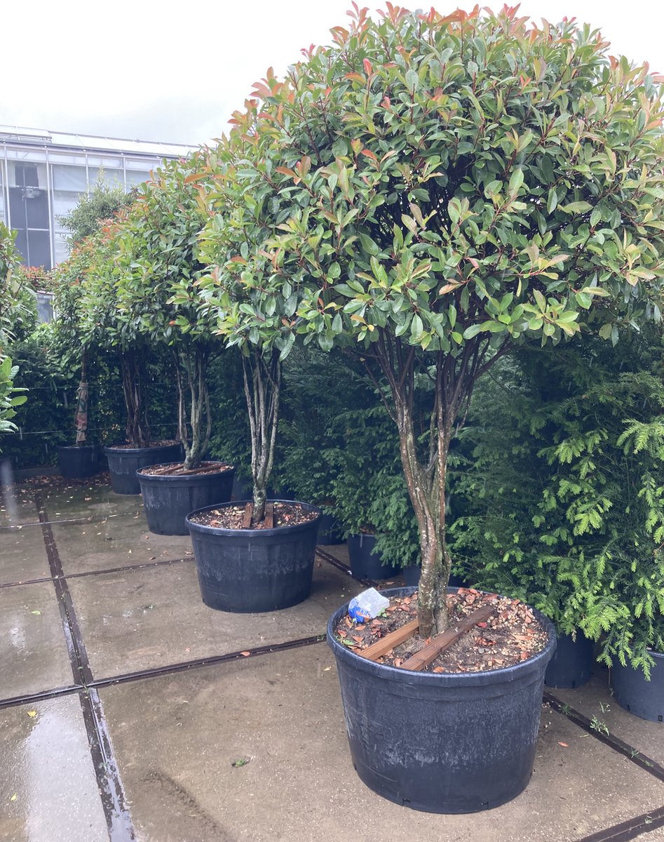 Photinia Fraseri 'Red Robin' Glansmispel Meerstammig | bol.com