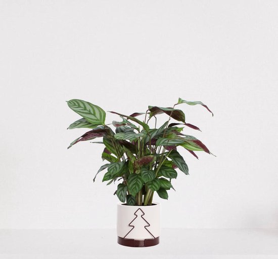 Calathea Compactstar in sierpot Addit Tree Bordeaux Rood ...