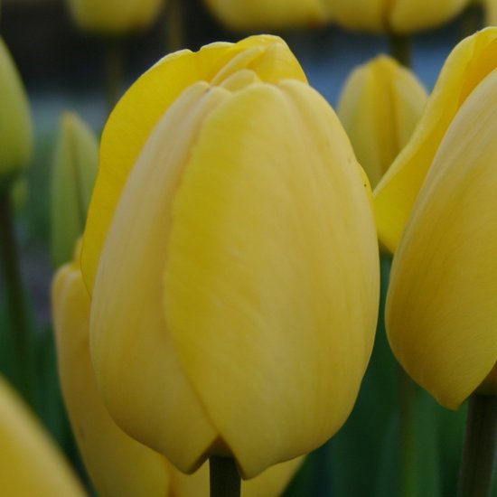 Tulp Golden Apeldoorn | 30 stuks | Darwinhybride | Geel | bol