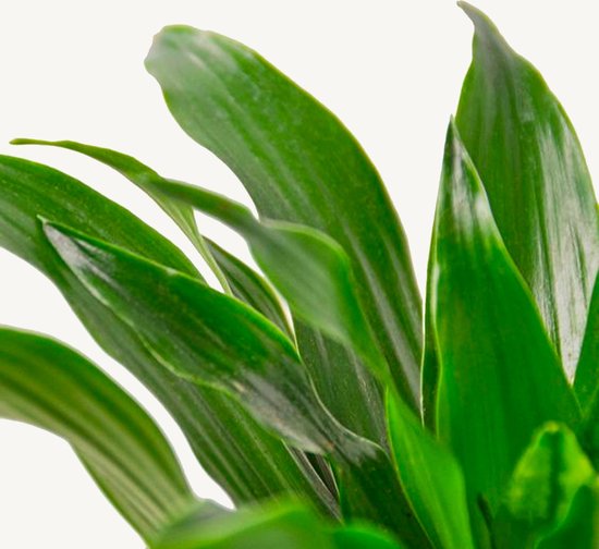 Hydroplant Dracaena Fragrans Janet Craig | bol