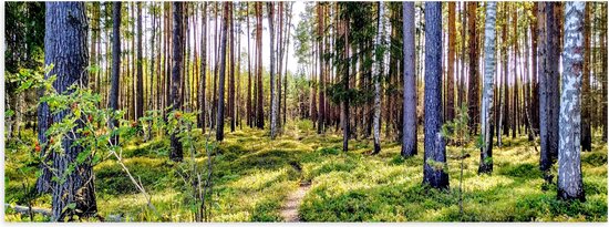 WallClassics - Poster (Mat) - Pad tussen Hoge Bomen in Bos - 90x30 cm ...