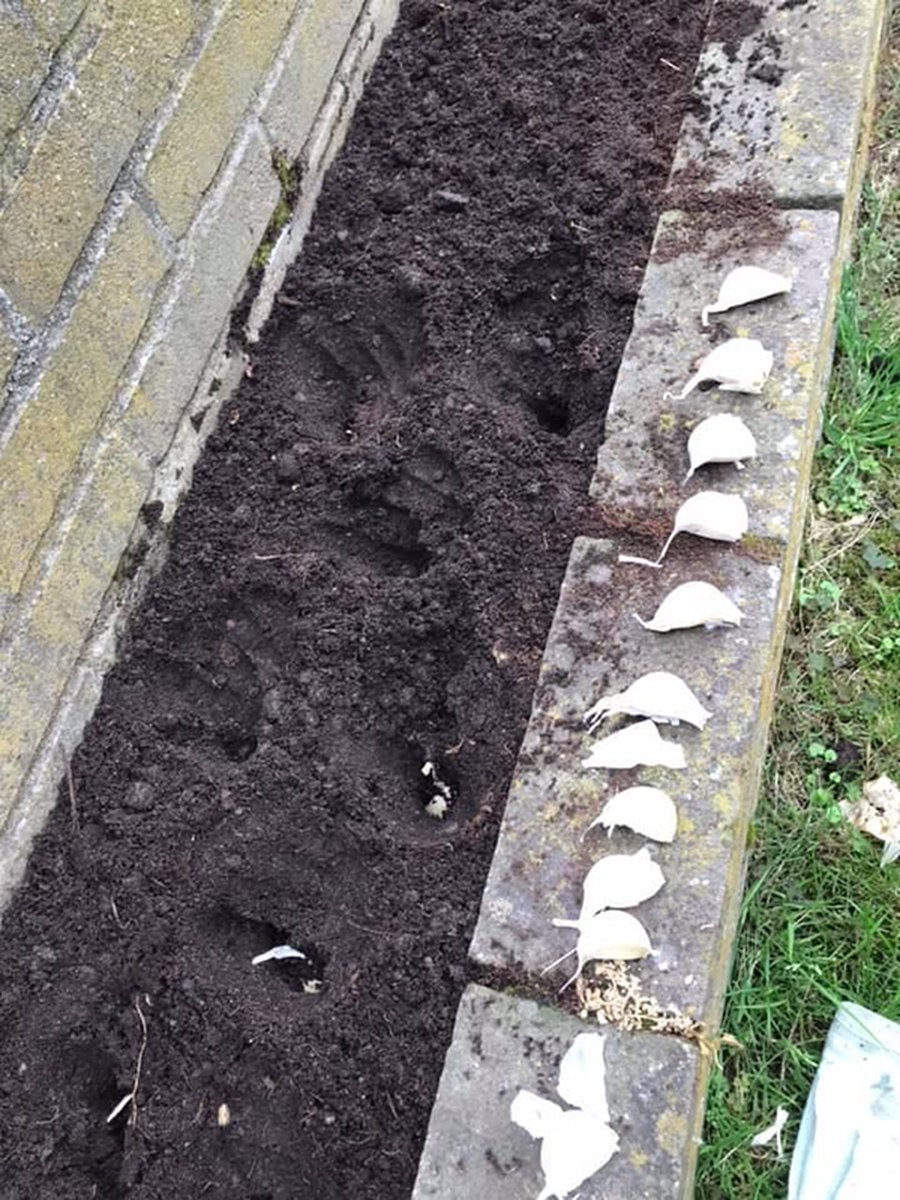 Tuin de Bruijn® Plant knoflook Morado - 5 bollen - rood - zelf ...