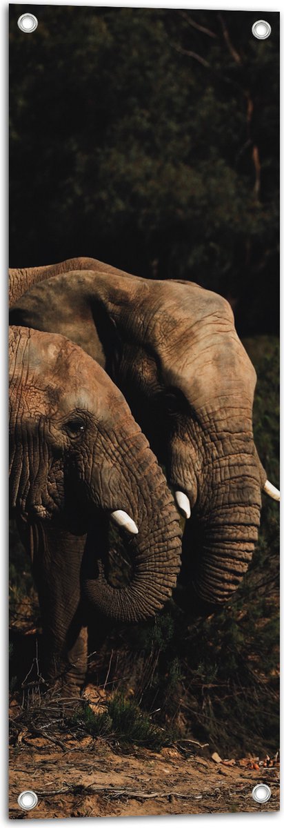 WallClassics - Poster de jardin - Eléphants à l'orée de la forêt ...