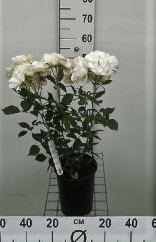 Rosa 'Witte Tros' - Roos in pot | bol