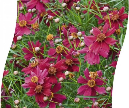 3 stuks | Coreopsis verticillata 'Ruby Red' P11 cm | bol