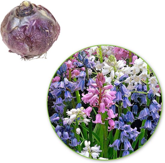 Jub Holland - Hyacinthoides Hispanica - 40 Bloembollen - Gemengd ...