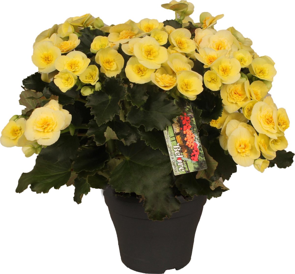 2 Stuks - Begonia - Belove Yellow (Geel) - Voor binnen en buiten - ⌀19 ...