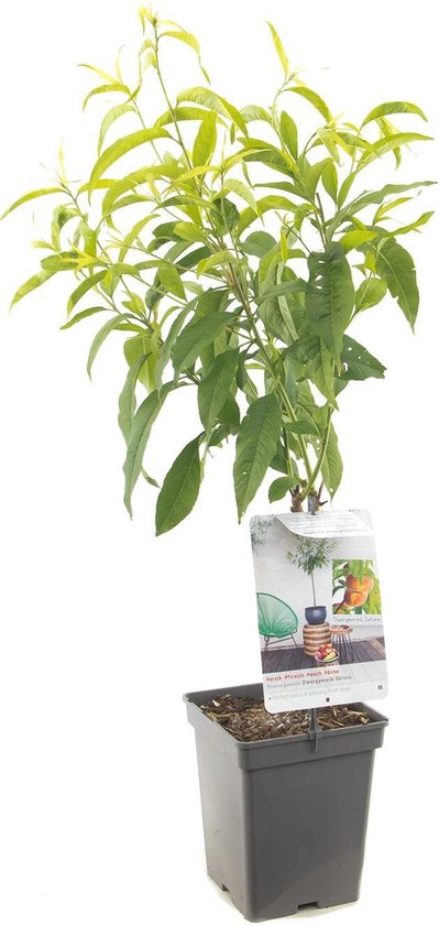 Dwergperzik Saturn - Prunus persica Saturn - perzikboom - fruitboom ...