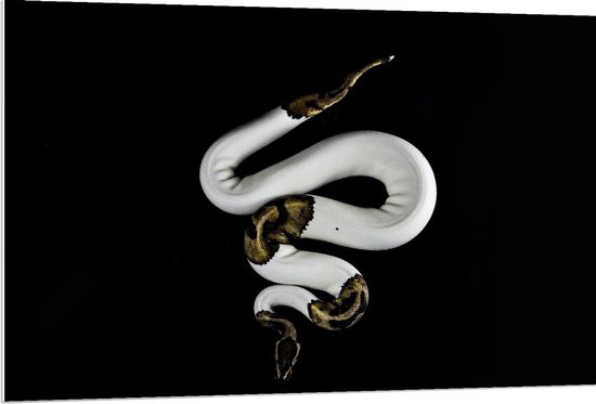 Forex - Wit met Groen Gevlekte Slang - 120x80cm Foto op Forex | bol.com