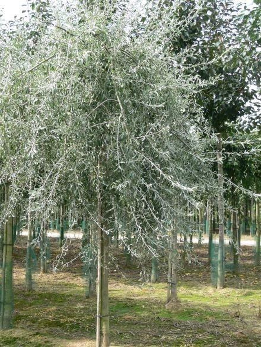 Treursierpeer - Pyrus salicifolia Pendula | Omtrek: 14-18 cm | Hoogte ...