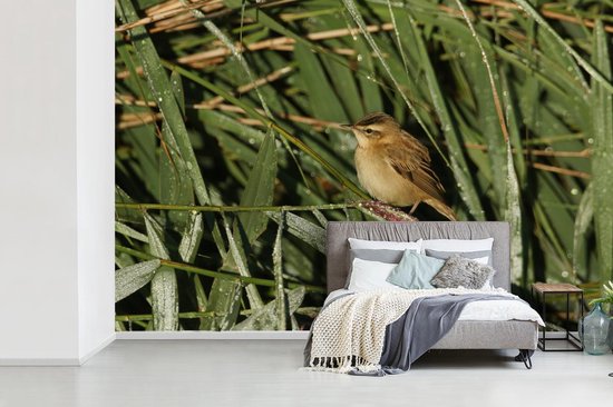 Behang - Fotobehang Een krekelzanger in het groene riet - Breedte 390 ...