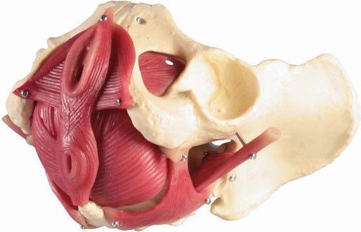 Anatomisch model bekken Vrouw 12-delig | bol.com