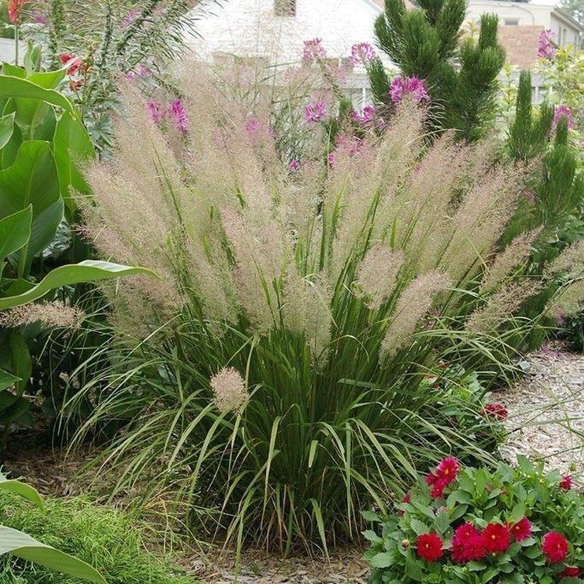 12 x Calamagrostis brachytricha - Diamantgras in 9x9cm pot met hoogte 5 ...