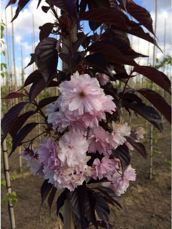Cerisier du Japon à fleurs rouges - Prunus serrulata Royal Burgundy 200 ...