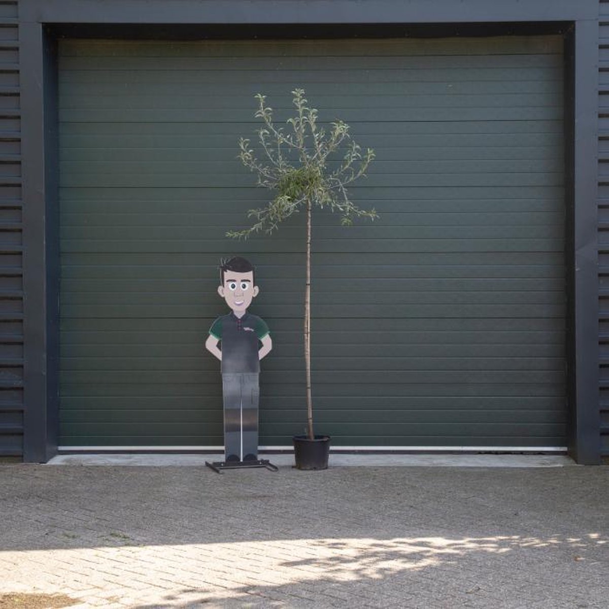 Wilgbladige treur sierpeer - ‘Pyrus salicifolia ‘Pendula' 200 ...