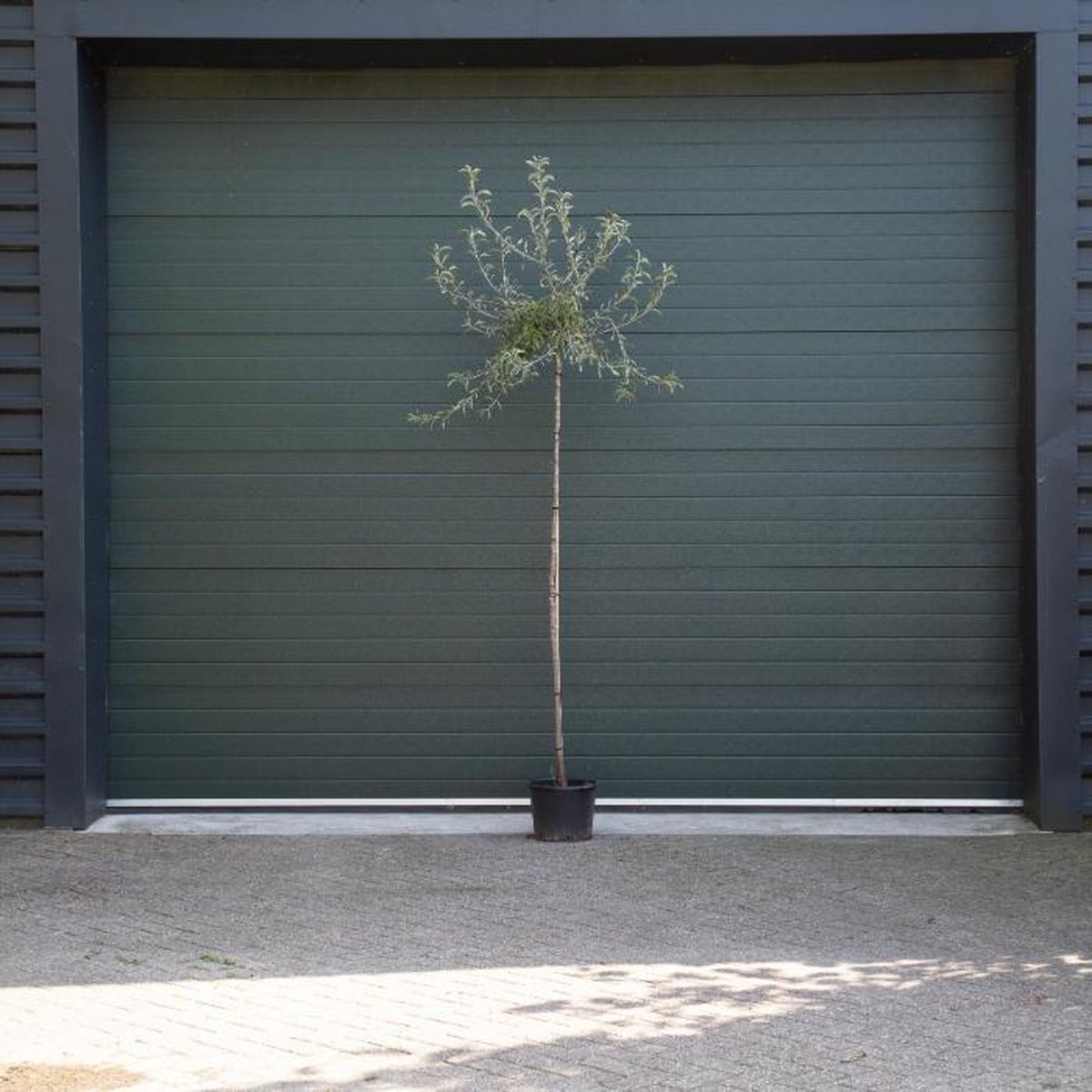 Wilgbladige treur sierpeer - ‘Pyrus salicifolia ‘Pendula' 200 ...