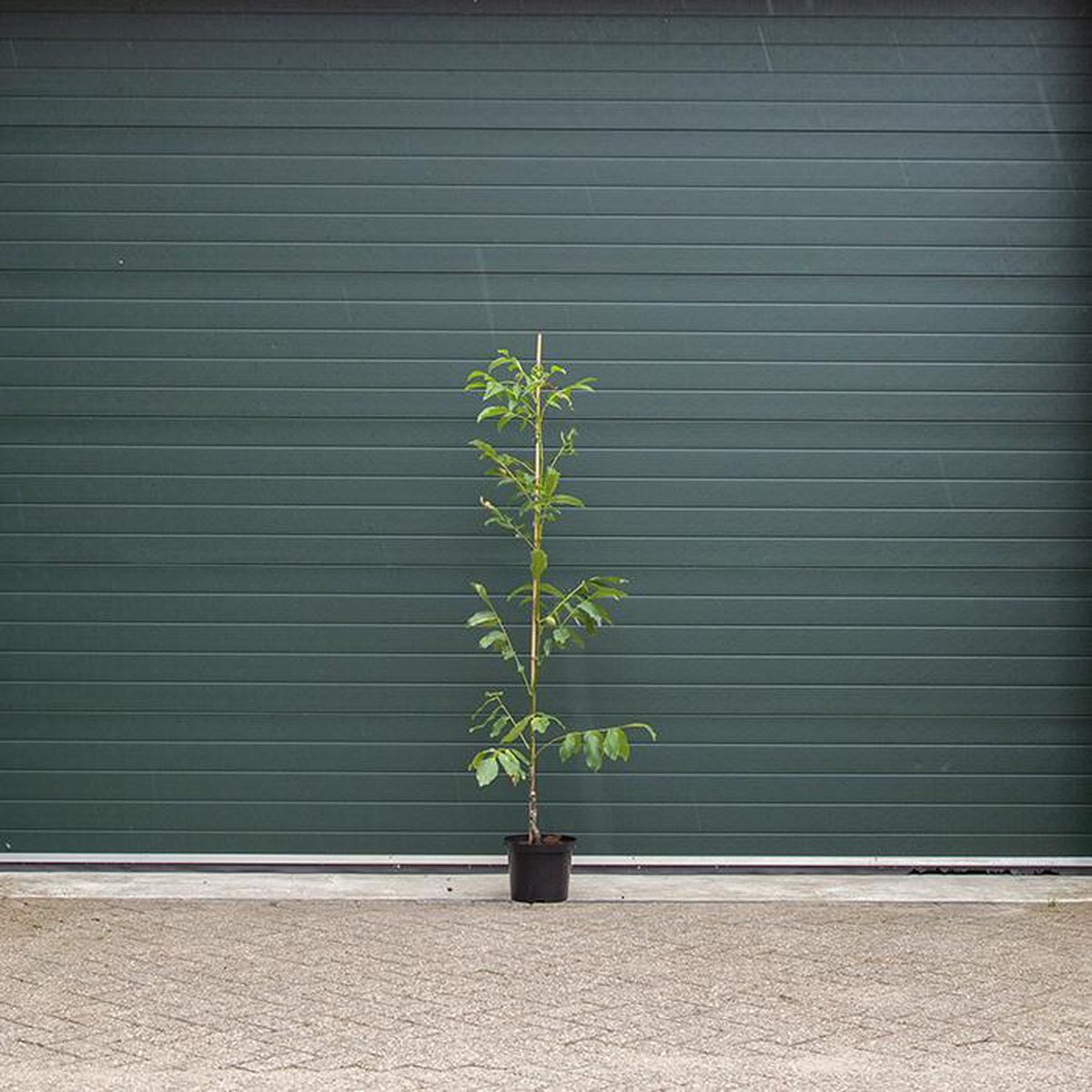 Walnotenboom ‘Bella Maria' - ‘Juglans regia Bella Maria’ 175 - 200 cm ...