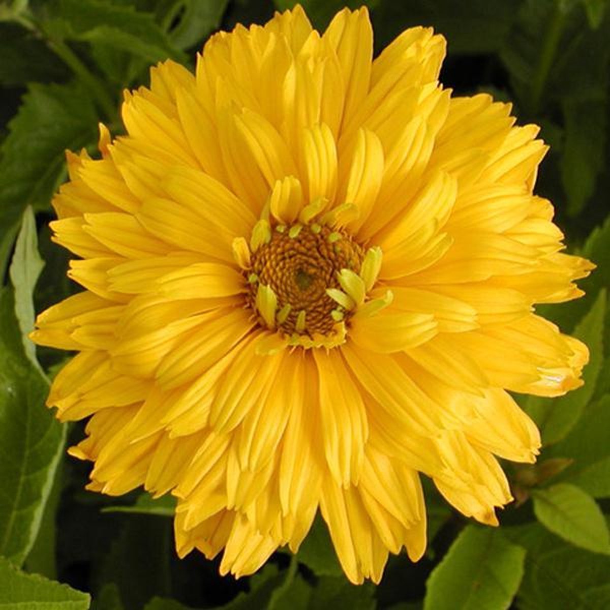 6 x Heliopsis Helianthoides 'Goldgefieder' - Zonneoog pot 9x9cm | bol.com