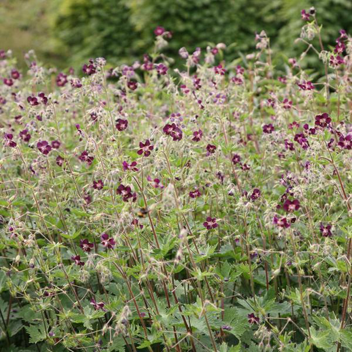 6 x Geranium Phaeum 'Samobor' - Donkere Ooievaarsbek pot 9x9cm | bol.com