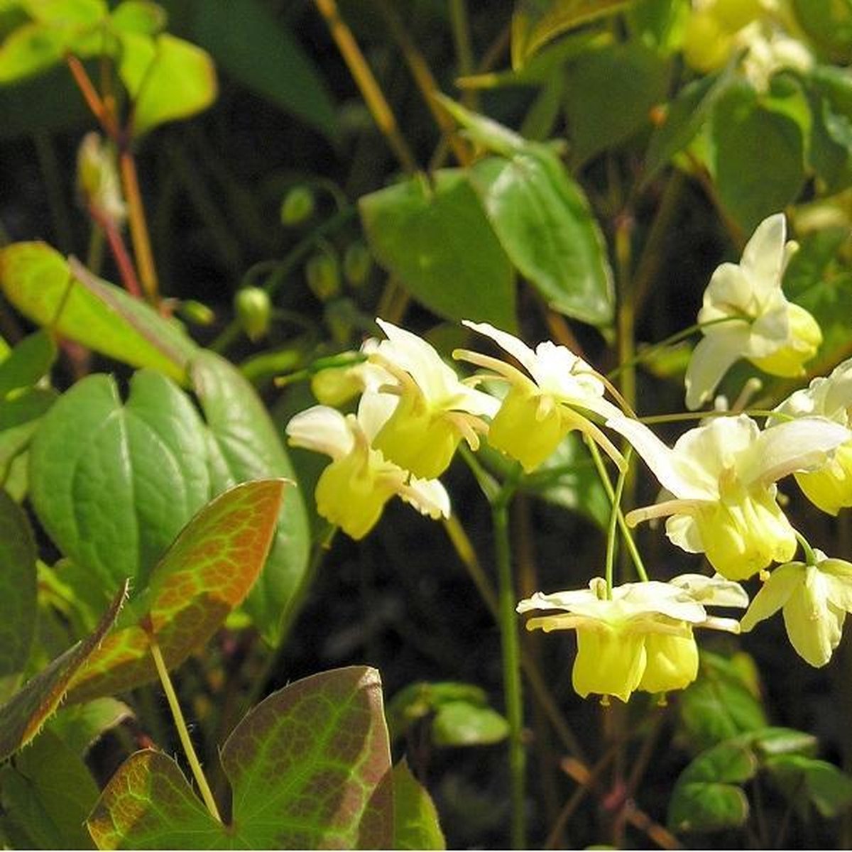 6 x Epimedium Pinnatum Colchicum - Elfenbloem pot 9x9cm | bol