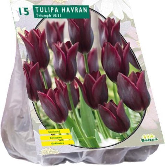Tulipa Havran - 15 bollen | bol