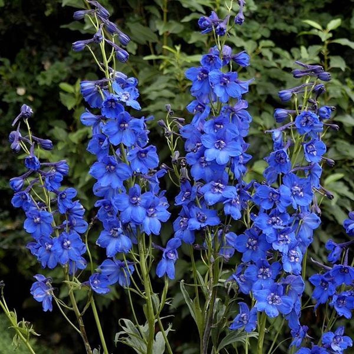 6 x Delphinium 'Blue Bird' - Ridderspoor pot 9x9cm | bol.com