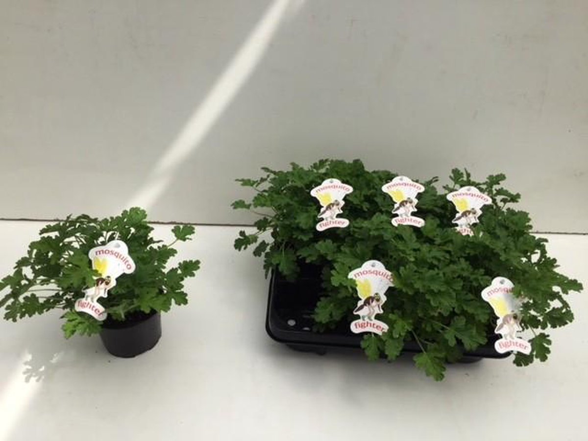 Citroenplant Natuurlijke Muggenverdrijver (pelargonium graveolens ...