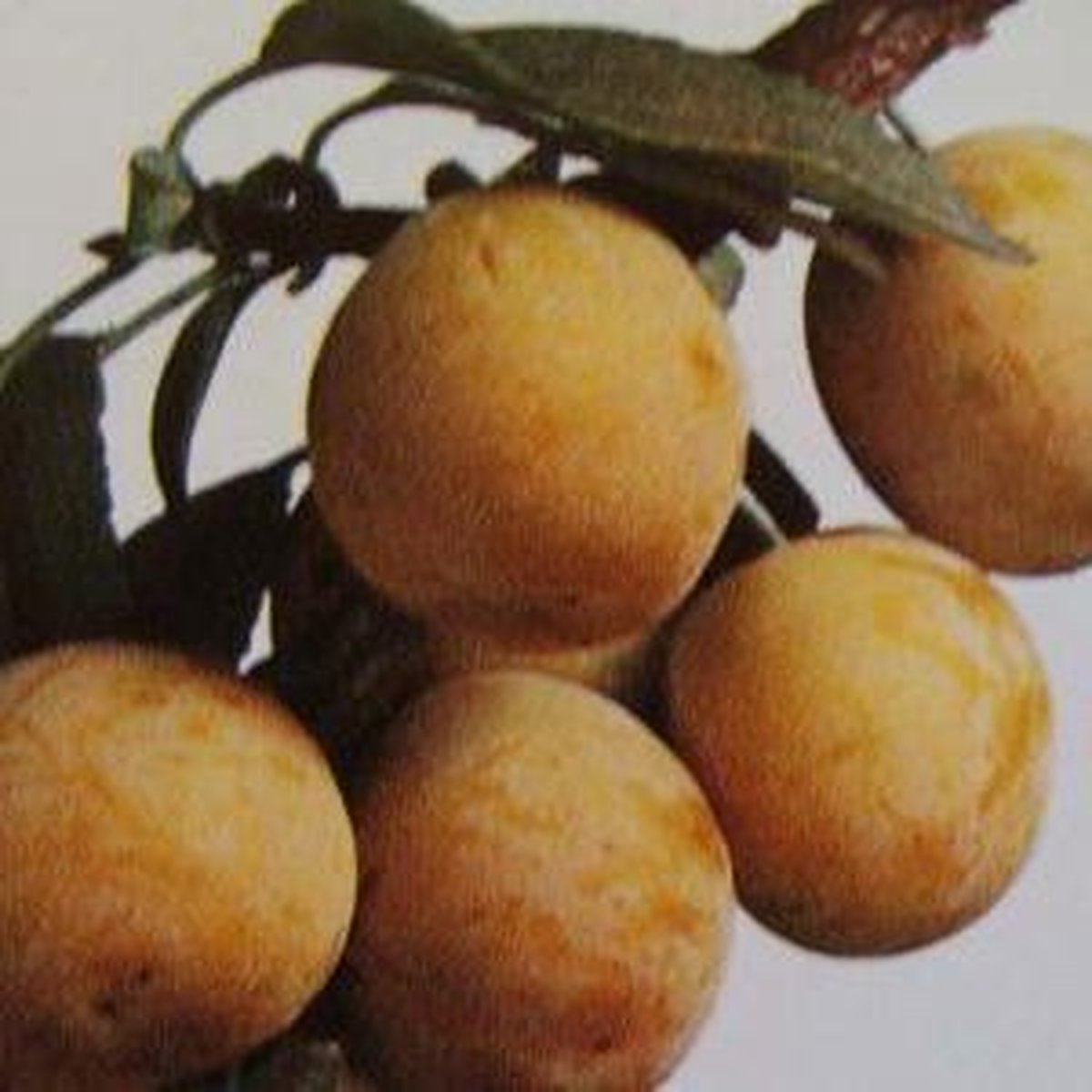 Prunus Domestica 'Mirabelle De Nancy' - Mirabellier 'Mirabelle De Nancy ...