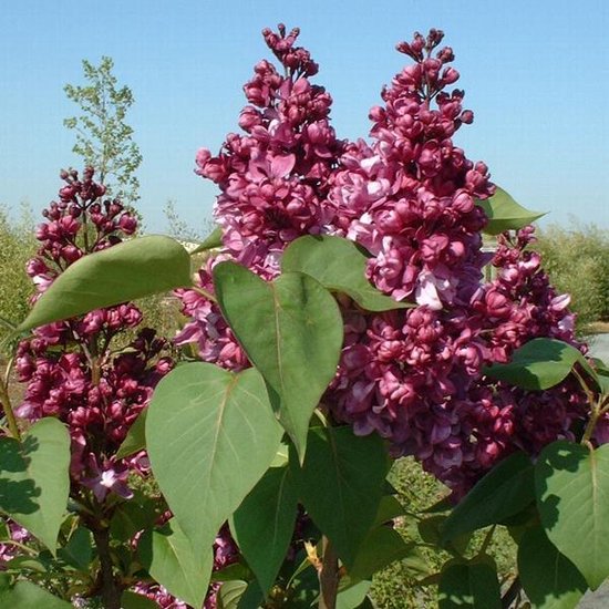 Syringa Vulgaris 'Mrs Edward Harding' - Gewone sering 40-60 cm pot | bol