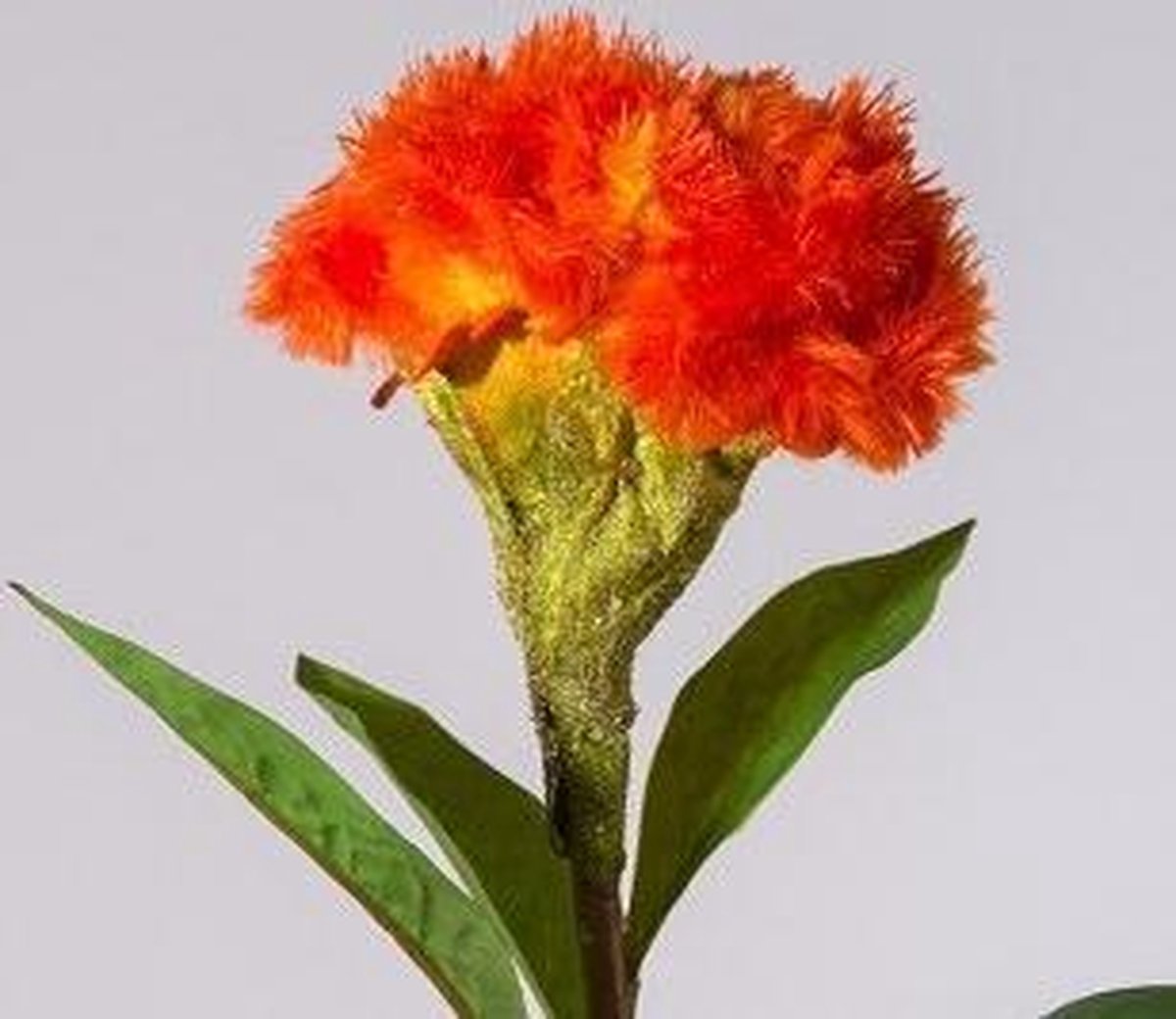 Hanekam - oranje - zijden bloem - topkwaliteit - 55cm | bol.com