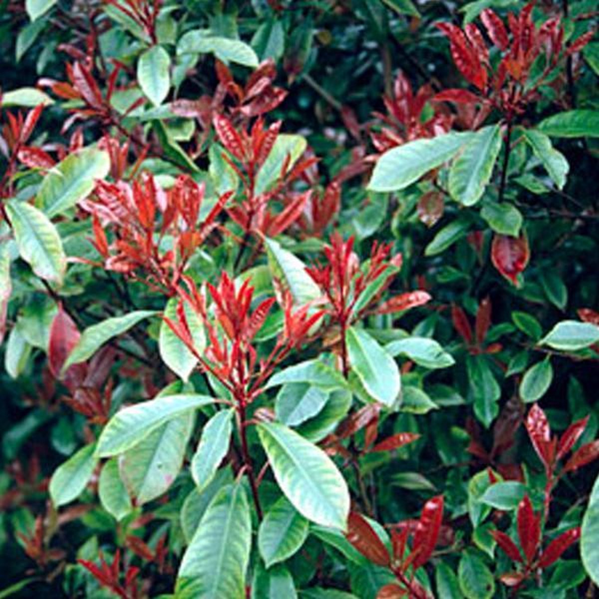 Photinia Fraseri 'Little Red Robin' - Glansmispel 25-30 cm pot | bol