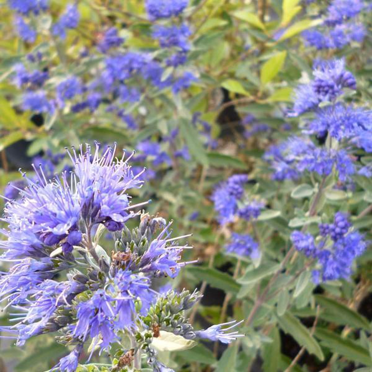 Caryopteris Clandonensis 'Kew Blue' - Blauwe Spirea 30-40 cm in pot ...