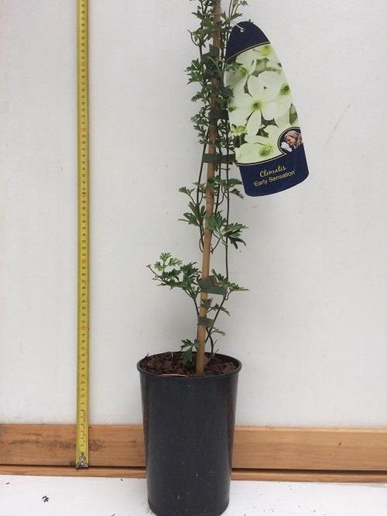 ClematisOnline Tuin- en balkonplant * Klimplanten kleurencombinatie: 4 ... ClematisOnline Tuin- en balkonplant * Klimplanten kleurencombinatie: 4 ...