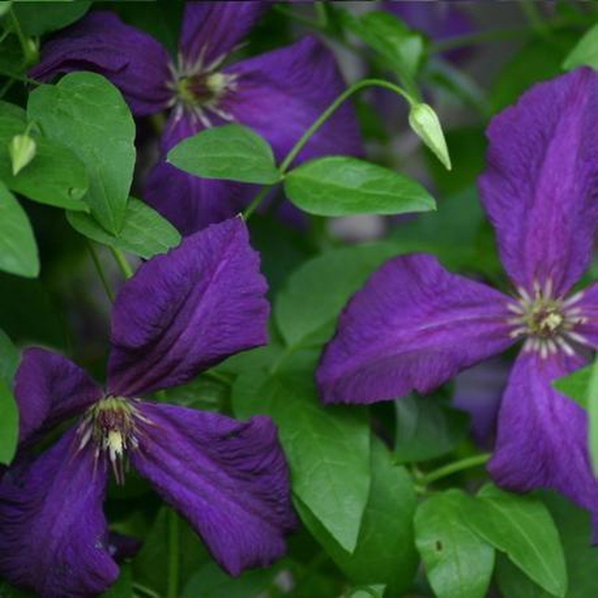 Clematis Polish Spirit - Klimplant - Blauw/Paars Bloeiend, Meerjarig en ...
