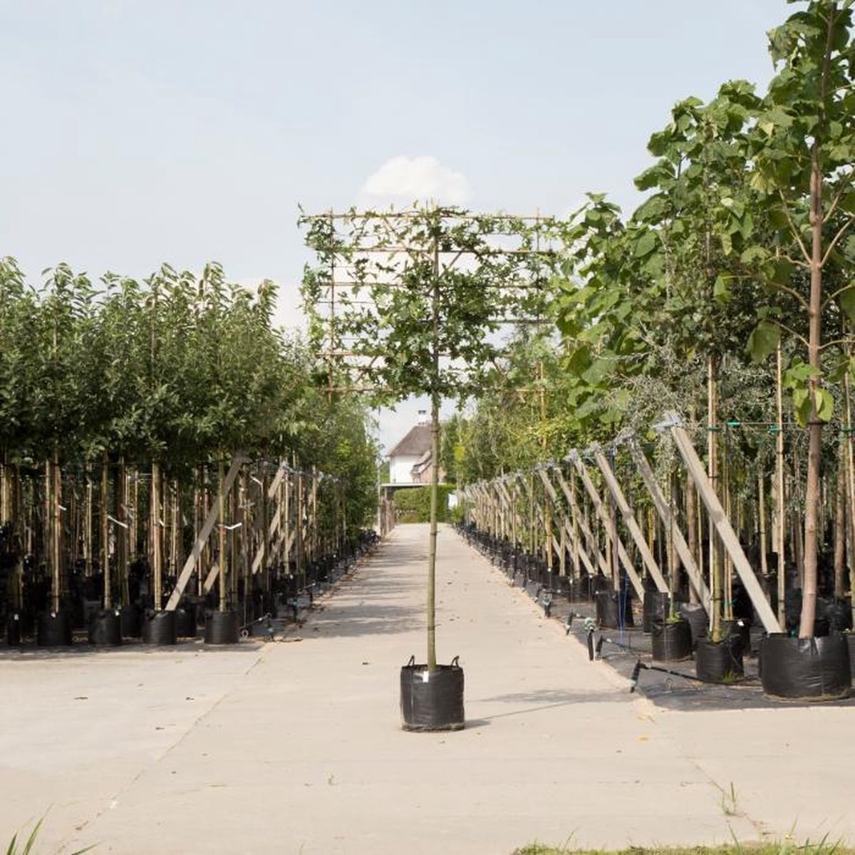 Moeraseik als leiboom Quercus palustris h 320 cm st. omtrek 12 cm s ...