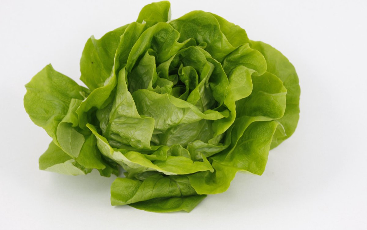 Kropsla planten | bol.com