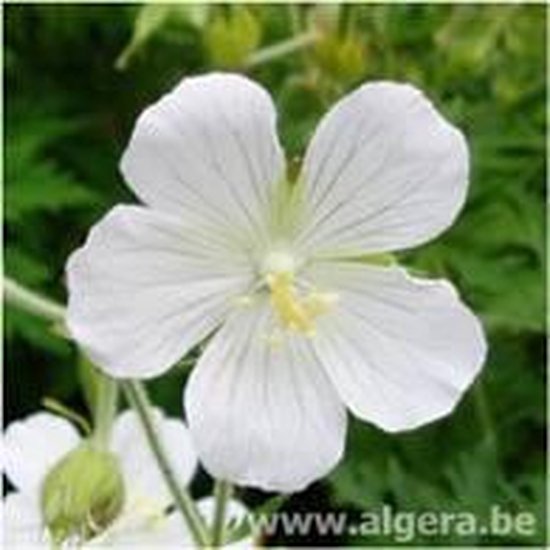 GERANIUM pratense 'Galactic' (3 planten) | bol.com