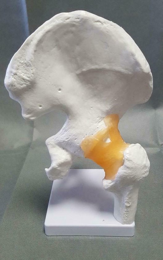 Heupgewricht anatomie Heup anatomisch model | bol