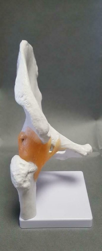 Heupgewricht anatomie Heup anatomisch model | bol