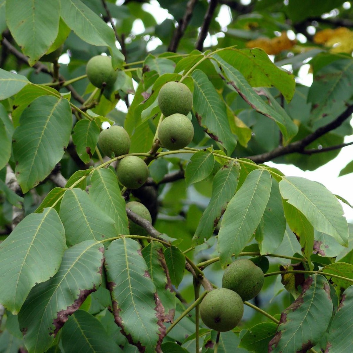 Juglans Regia - Okkernoot Boom Halfstam 175cm Blote Wortel | bol.com